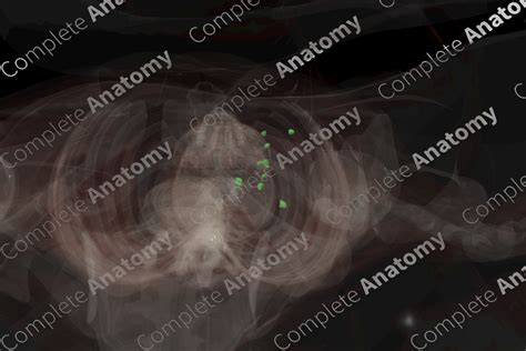 External Iliac Nodes Left Complete Anatomy