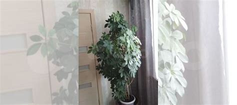 Шефлера взрослое растение купить в Кемерово Товары для дома и дачи