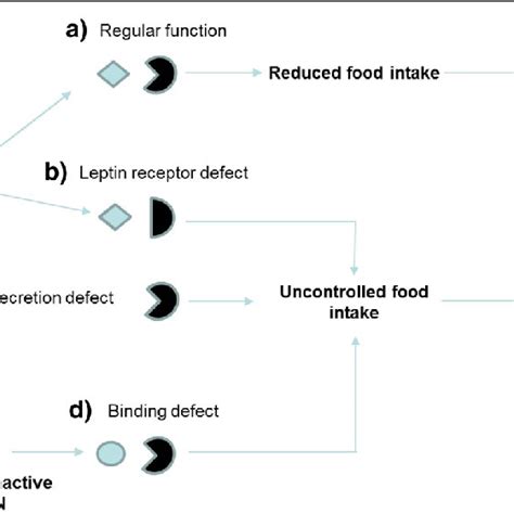 Pathologies In The Leptin And Leptin Receptor Pathway Simplified
