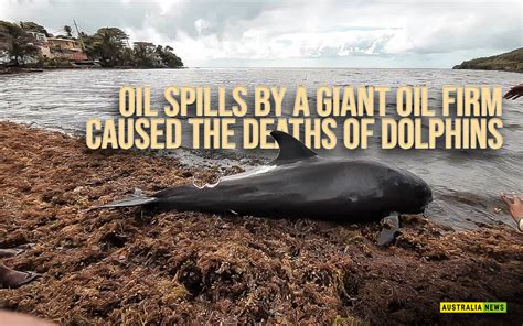 Oil Spills By A Giant Oil Firm Caused The Deaths Of Dolphins Ausralia
