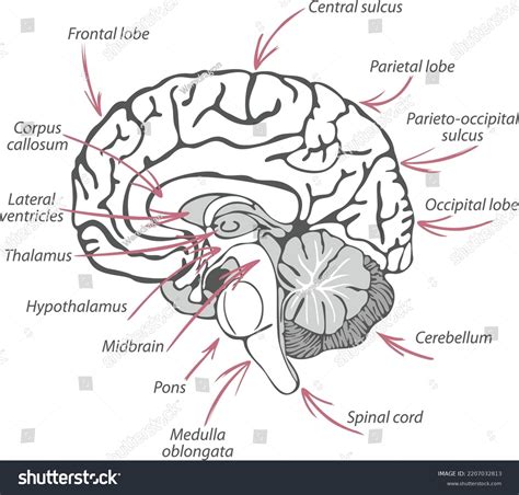 Structure Human Brain Names Sections Vector Stock Vector Royalty Free 2207032813 Shutterstock