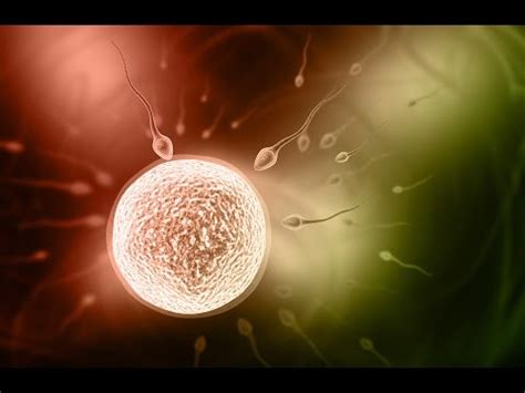 How To Fertilize Eggs YouTube