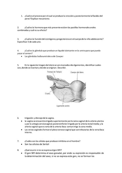 Parcial sex jhviyubblbkjjn n gcdrhghkvkjbnn yufvhh jm b m ctgcbbm øCul es el proceso por