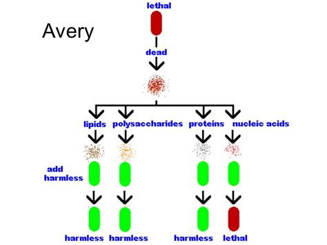 Hershey And Chase Experiment Animation