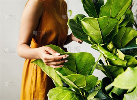 青年人植物学家叶子植物辛勤工作商店花卉商手女人拿着