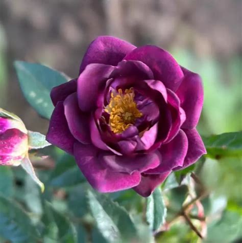 Midnight Blue – The Garden Rose Company