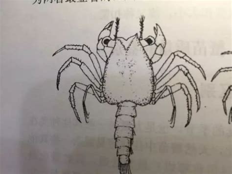 大眼幼体如何选河蟹苗养殖户如何管理苗塘