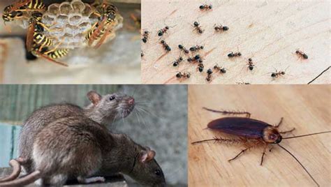 Why Pest Control Is Important In School