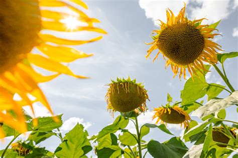 햇살이 내리쬐는 푸른 하늘을 배경으로 해바라기 해바라기 재배 개념 0명에 대한 스톡 사진 및 기타 이미지 0명 개화기