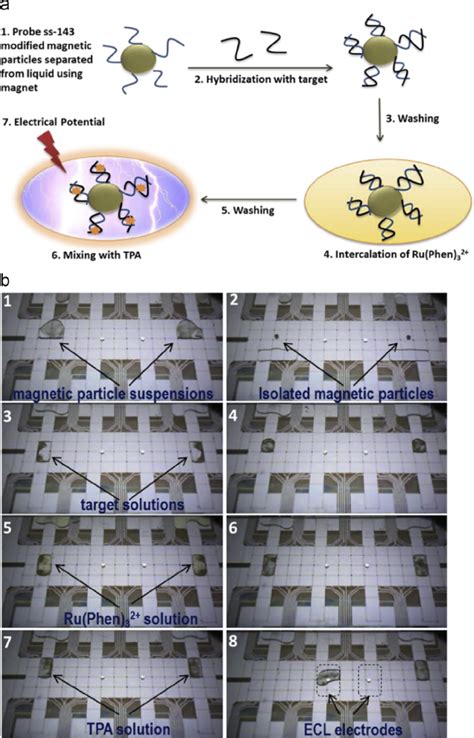 Dmf Ecl Oligonucleotide Hybridization Assay A Schematic Depicting Download Scientific