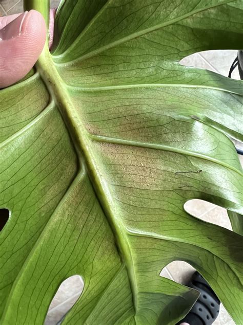 Overview For Faloopa