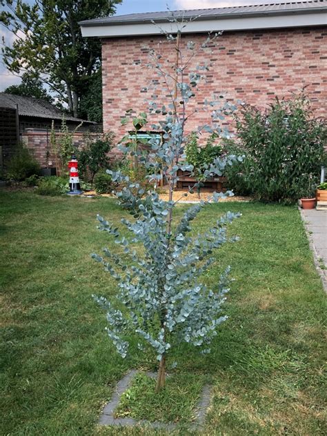 Winterharter Eukalyptus Azura Eucalyptus gunnii Azura günstig kaufen