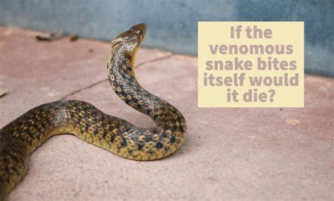 If The Venomous Snake Bites Itself Would It Die