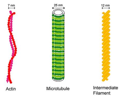 Intermediate Filaments Diagram