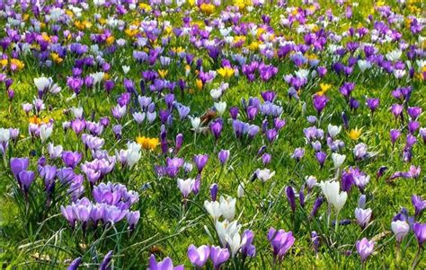 Krokusse Fleurs Printemps Fleurs Champ De Fleurs