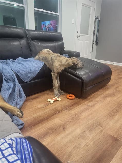 Our Model Auggie Showing The Versatility Of Our New Sectional R