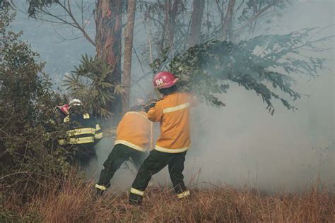 Incendios Forestales En Perú Dejan 15 Fallecidos Y 98 Heridos En Lo Que