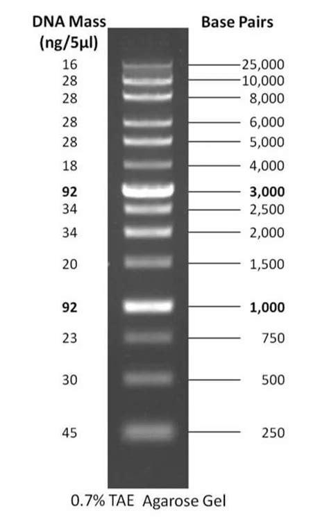 Dna Ladders Definition Types Uses Biology Notes Online