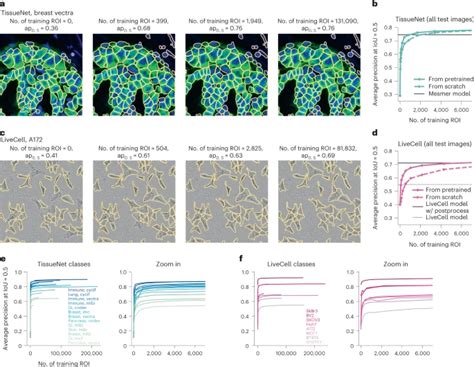 how can i score the accuracy of a cell segmentation algorithm image