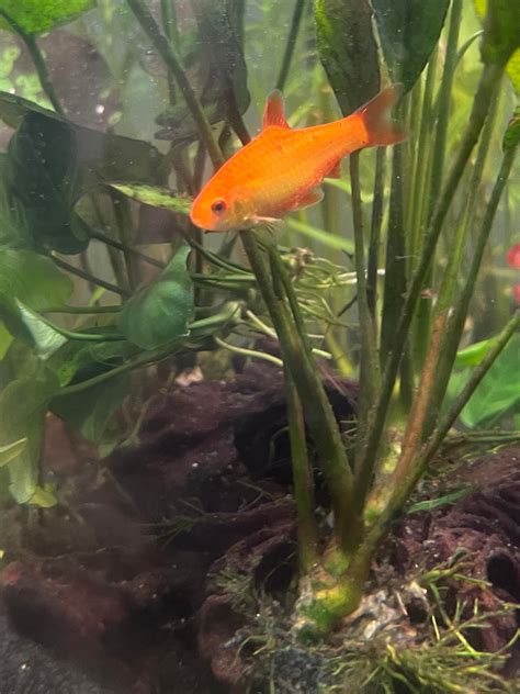 What Are These Lfs Sold Them As Golden Barbs But Theyve Gotten Huge