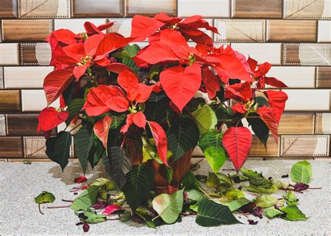 How Often Should You Water Your Poinsettia