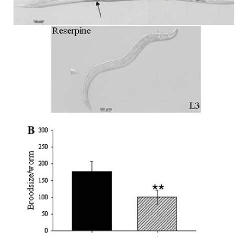 Reserpine Extends Wild Type C Elegans Life Span The Lifespan Assay