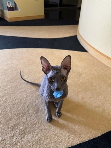 Her Name Coco Rcornishrex