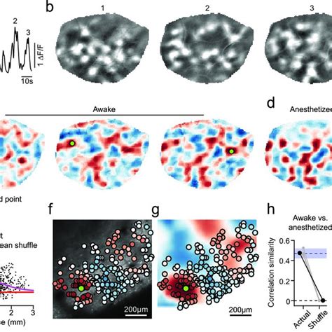 Correlated Spontaneous Activity In Awake Ferret Visual Cortex Reveals Download Scientific