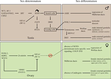Translating Genomics To The Clinical Diagnosis Of Disordersdifferences