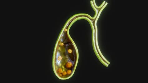 Naked Biology A D Model Collection By Caisidi Sketchfab