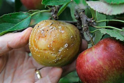 Problem Solving Brown Rot Bbc Gardeners World Magazine