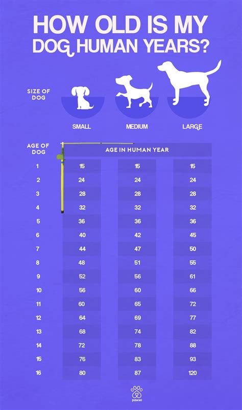 Cat Age Calculator By Breed