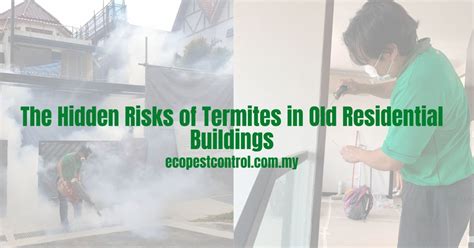 The Hidden Risks Of Termites In Old Residential Buildings 2024