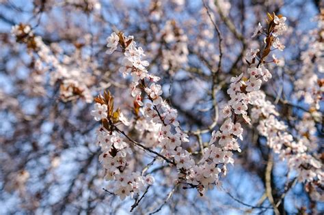Premium Photo Spring Flowering Ornamental Plum Flowering Plum Tree