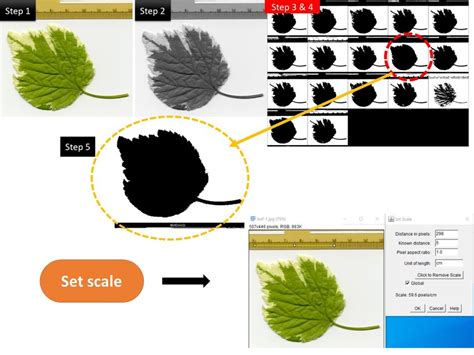 Can Anybody Explain How To Findout Leaf Area In Cm2 Using Imagej Or Any