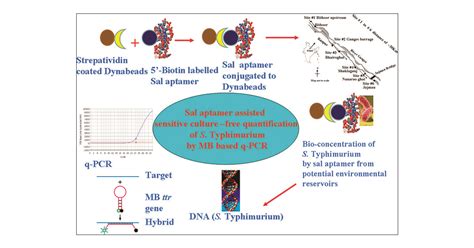 Salmonella Typhi Culture