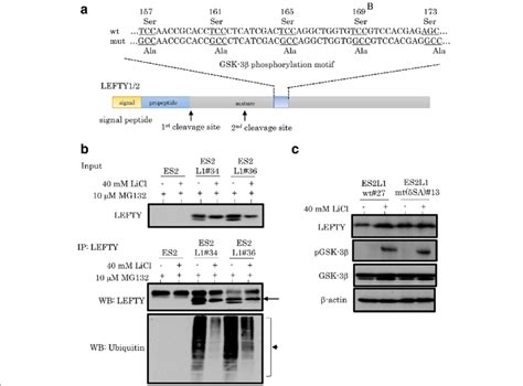 Lefty Is A Gsk 3β Substrate A Structure Of Lefty12 Protein Showing