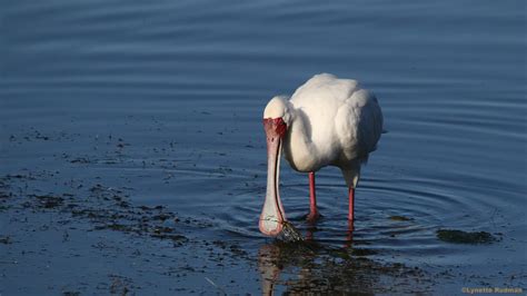 12 Bill Designs In Birds Learn The Birds