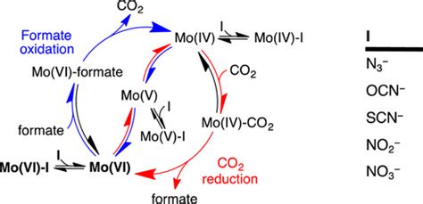 Oxidation State Dependent Binding Properties Of The Active Site In A Mo