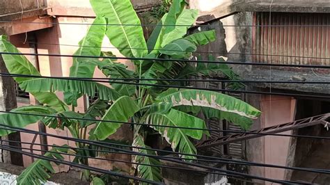 Banana Plant Care How To Grow Banana Plant Youtube
