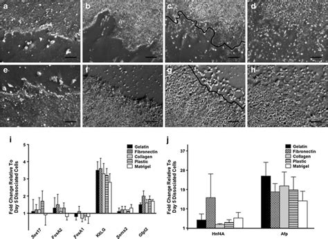 Effect Of Matrigel Overlay On Cell Migration And Secondary Surface Download Scientific Diagram