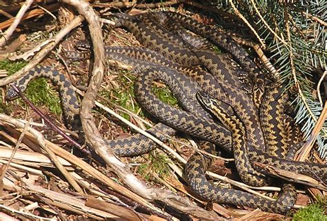 A Vipers Nest Adders Vipera Berus Near Dunwich Suffolk Ruknature