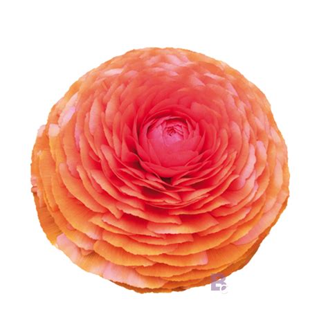 Cf Ranunculus Elegance Clementine Egmont Seeds