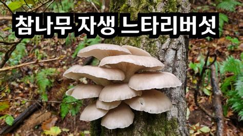 참나무 느타리 버섯 처음 봅니다 Youtube