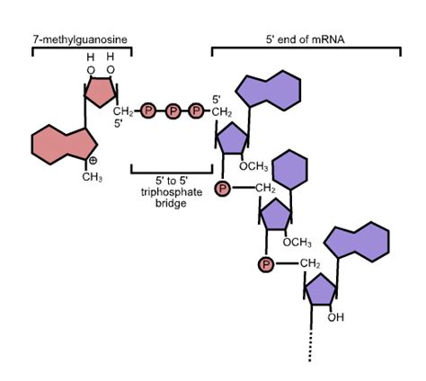 7 7a Mrna Processing Biology Libretexts