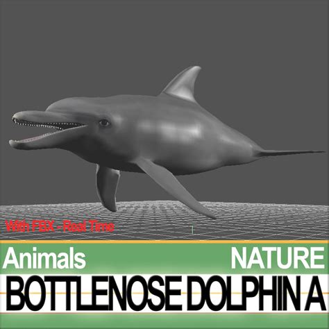 3d Bottlenose Dolphin Model