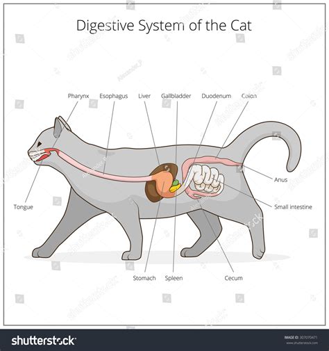 Digestive System Cat Vector Illustration Stock Vector Royalty Free