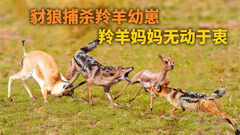 豺狼撕咬刚出生的小羚羊，羚羊妈妈眼睁睁看着幼崽变成豺狼晚餐 Youtube