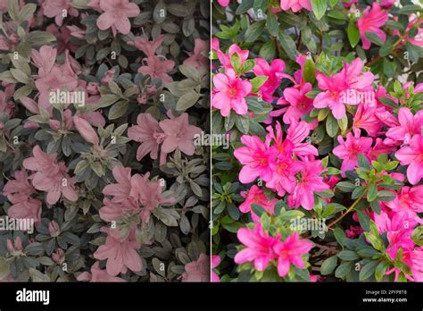 Simulation Of The Vision Of A Colorblind And Normal Vision Before And After Correction Of Color