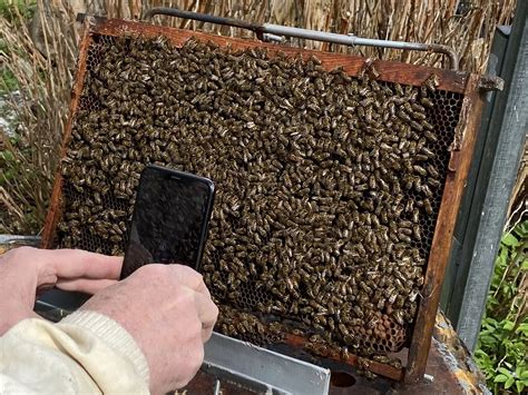 Beescanning A Revolutionary Tool For Beekeepers Gislen Software